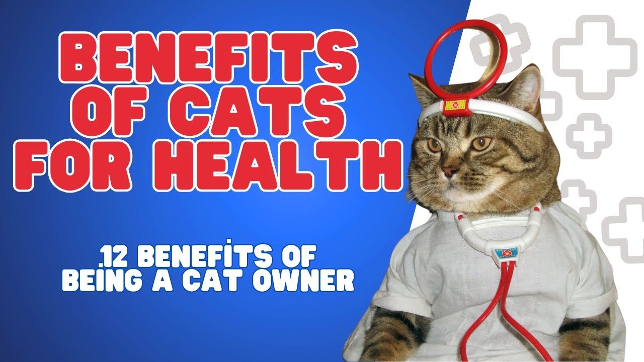 Benefits of Cats for Health - 12 Benefits of Being a Cat Owner - YouTube