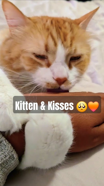 I love you more than you love catnip 🥹 #cat #pets #animals #shorts #love #cute - YouTube