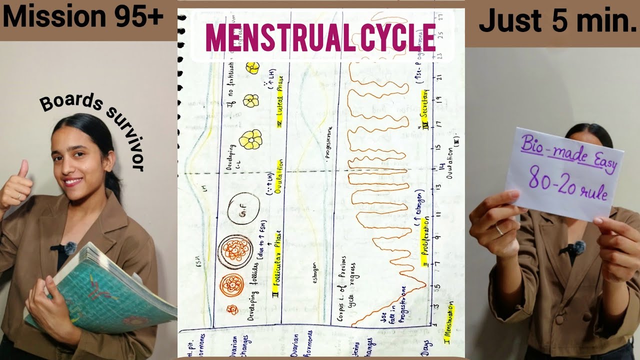 Class 12 Biology Menstrual Cycle | Chapter 3 Human Reproduction | Most ...