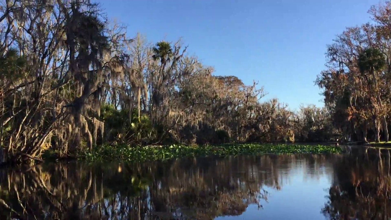 Florida Swamp Living at It's Best - YouTube
