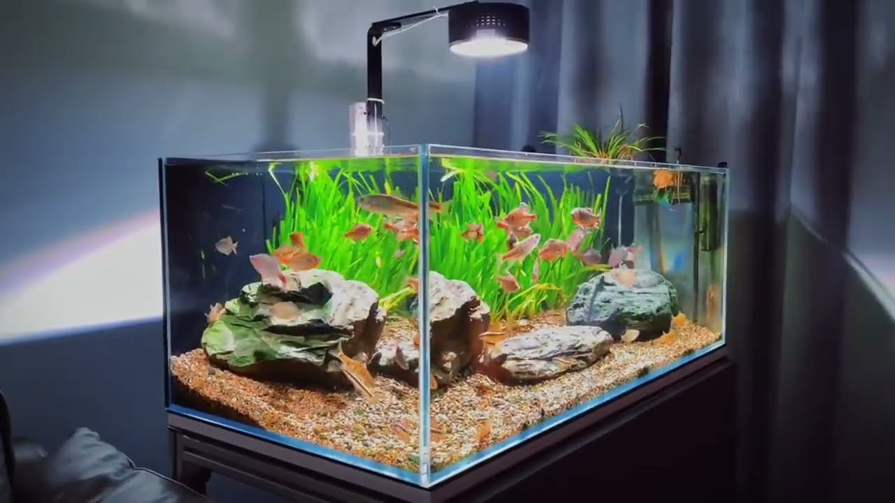 rare freshwater aquarium fish | fish aquarium new video | fish aquarium ...