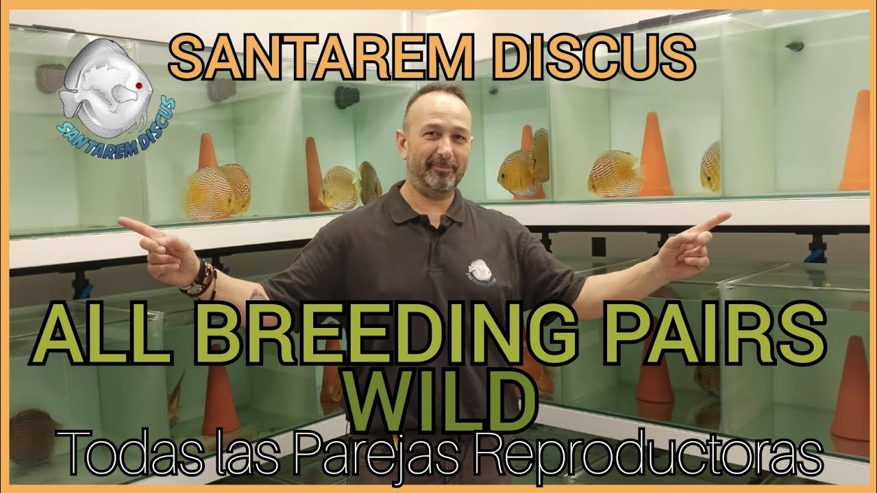 ALL WILD DISCUS BREEDING PAIRS | Santarem Discus - YouTube