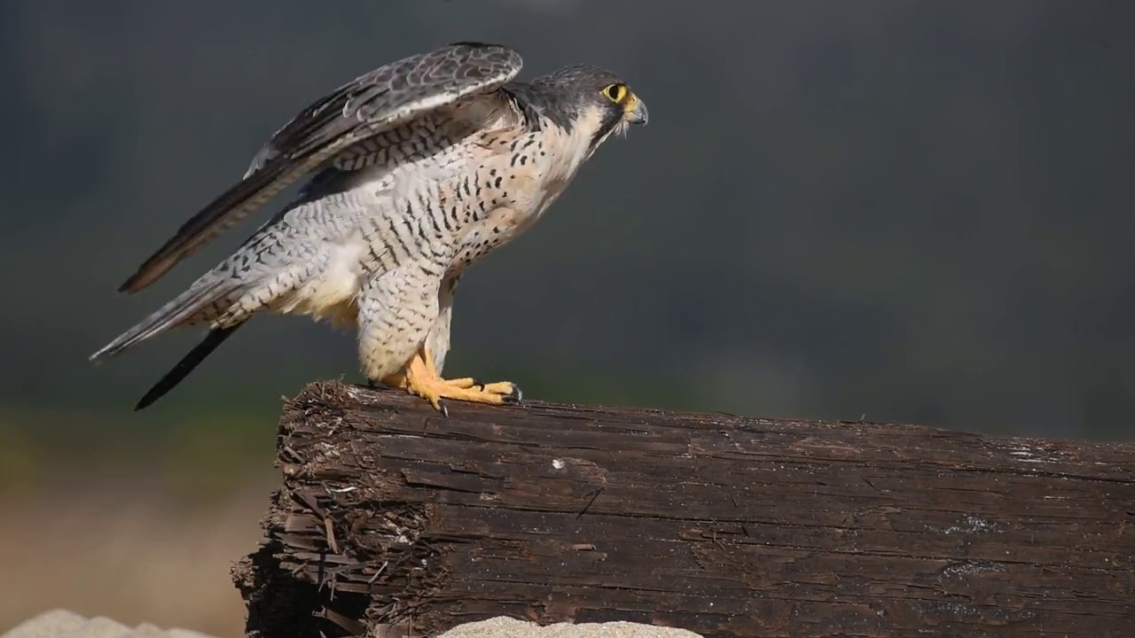 Peregrine Falcon Resting - YouTube