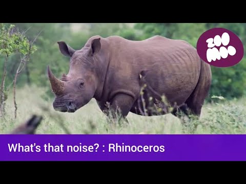 Rhinoceros | What's that noise? | Animal Video For Kids | ZooMoo - YouTube