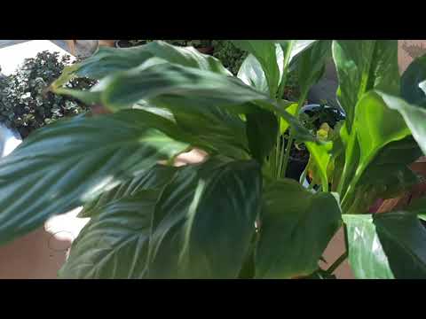 qadin xosbextliyi gulun torpagini deyisdirdim.Baris çiçeyi😍