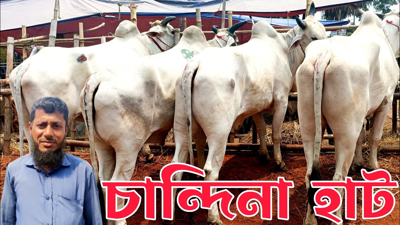বলদ গরুর দাম জানুন চান্দিনা হাট | মাংসের বলদ গরু দাম জানুন | বর্ডার ...