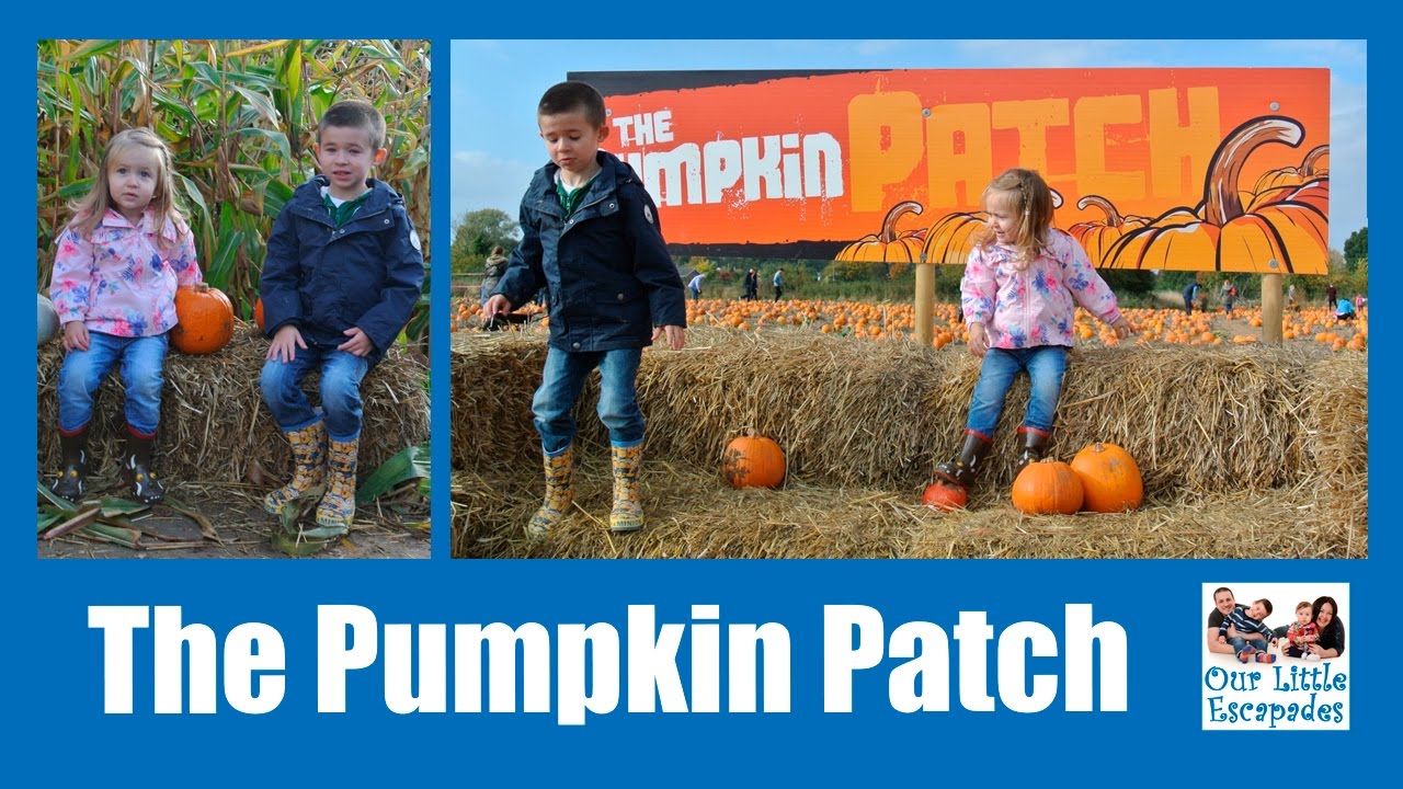 Colchester Pumpkin Patch Foxes Farm - YouTube