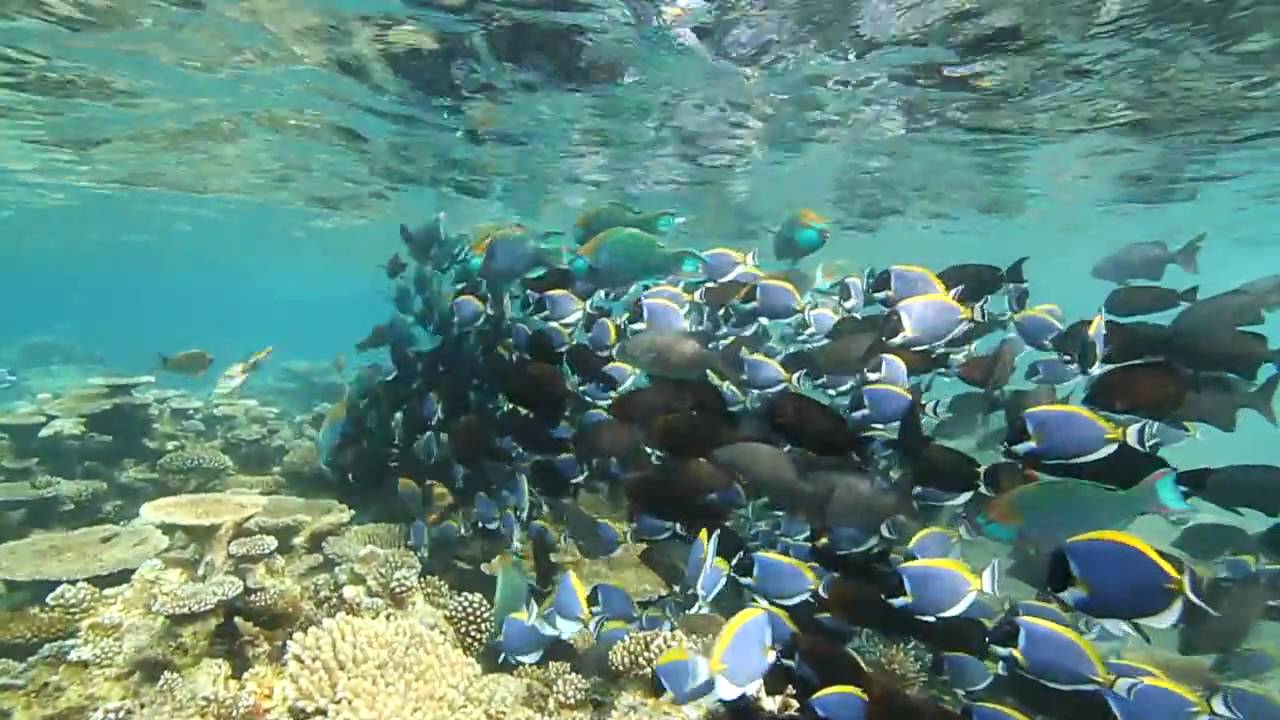 Circling Fish in the Maldives - YouTube