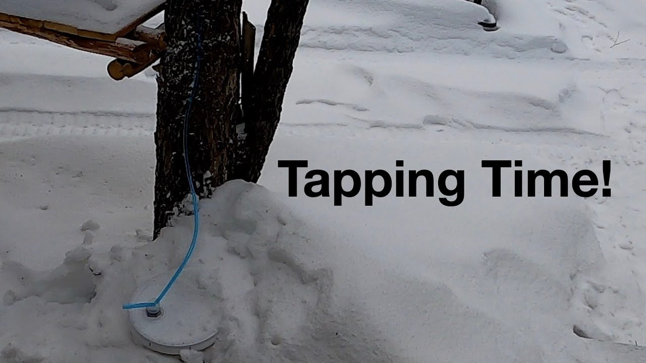 Tapping Trees Time and Preparations for the Maple Syrup Boil - YouTube