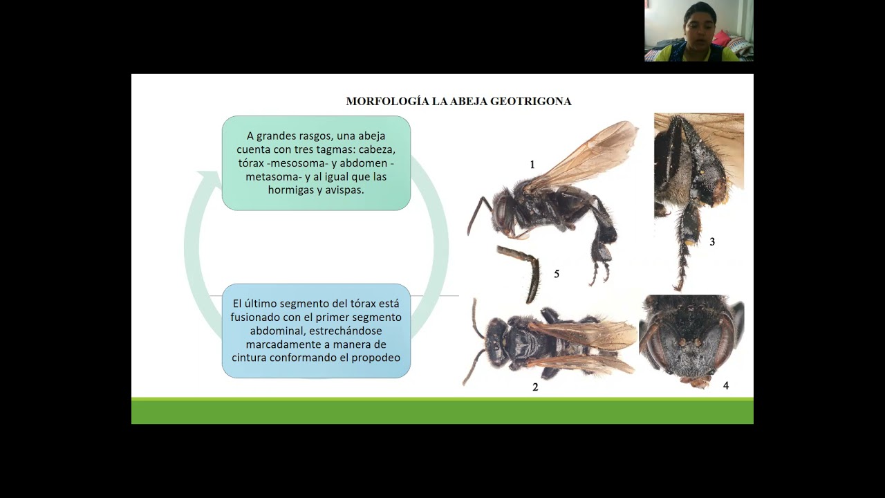MORFOLOGÍA DE LA ABEJA GEOTRIGONA - YouTube