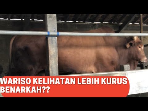 Wariso & Condrosimo 2 Sapi Paling Jumbo Di Kandang Setia Farm Terbaru ...