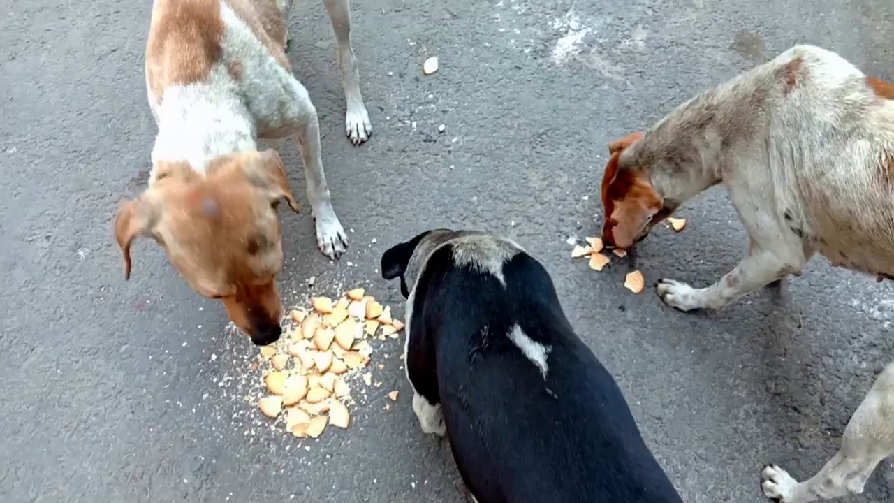 Please save our Street Dog | Kolkata Street Dog - YouTube