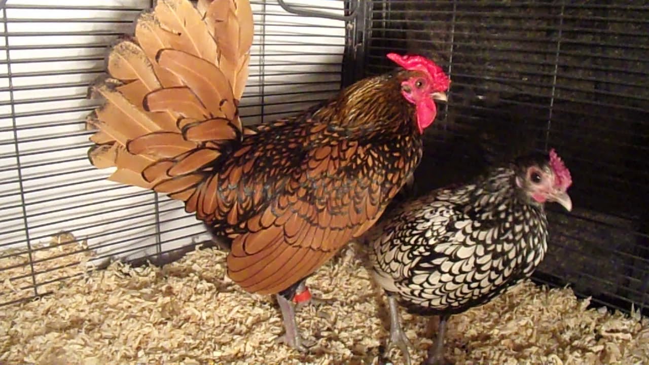 Sebright silver hen and golden rooster - YouTube