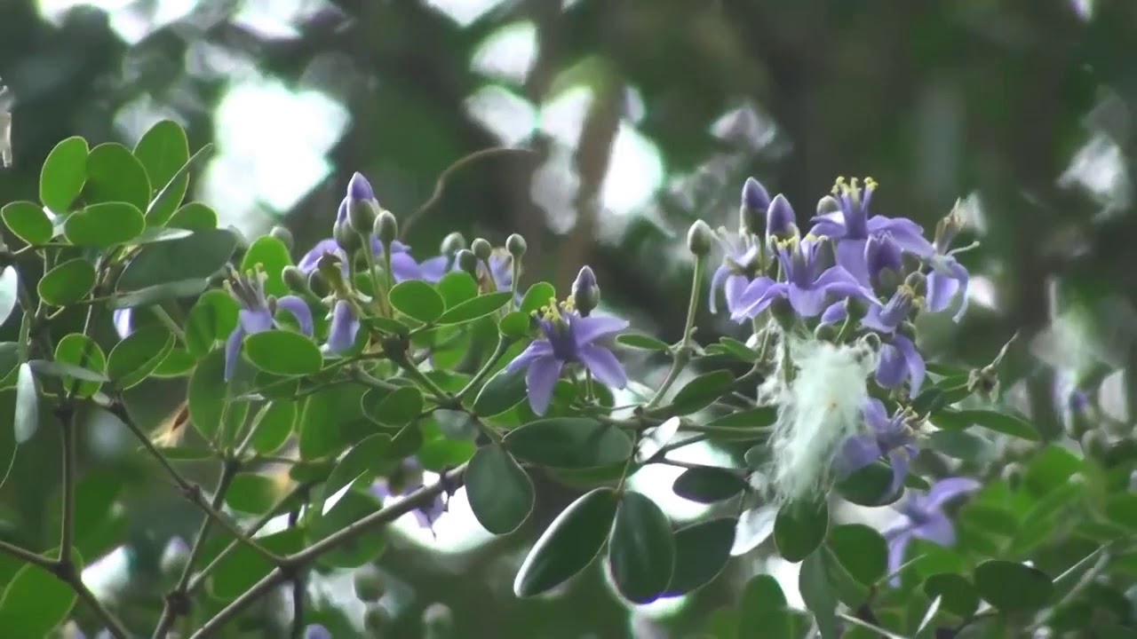 Lignum Vitae- National Symbols - YouTube
