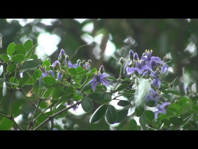 Bahamas National Flower Lignum Vitae | Best Flower Site