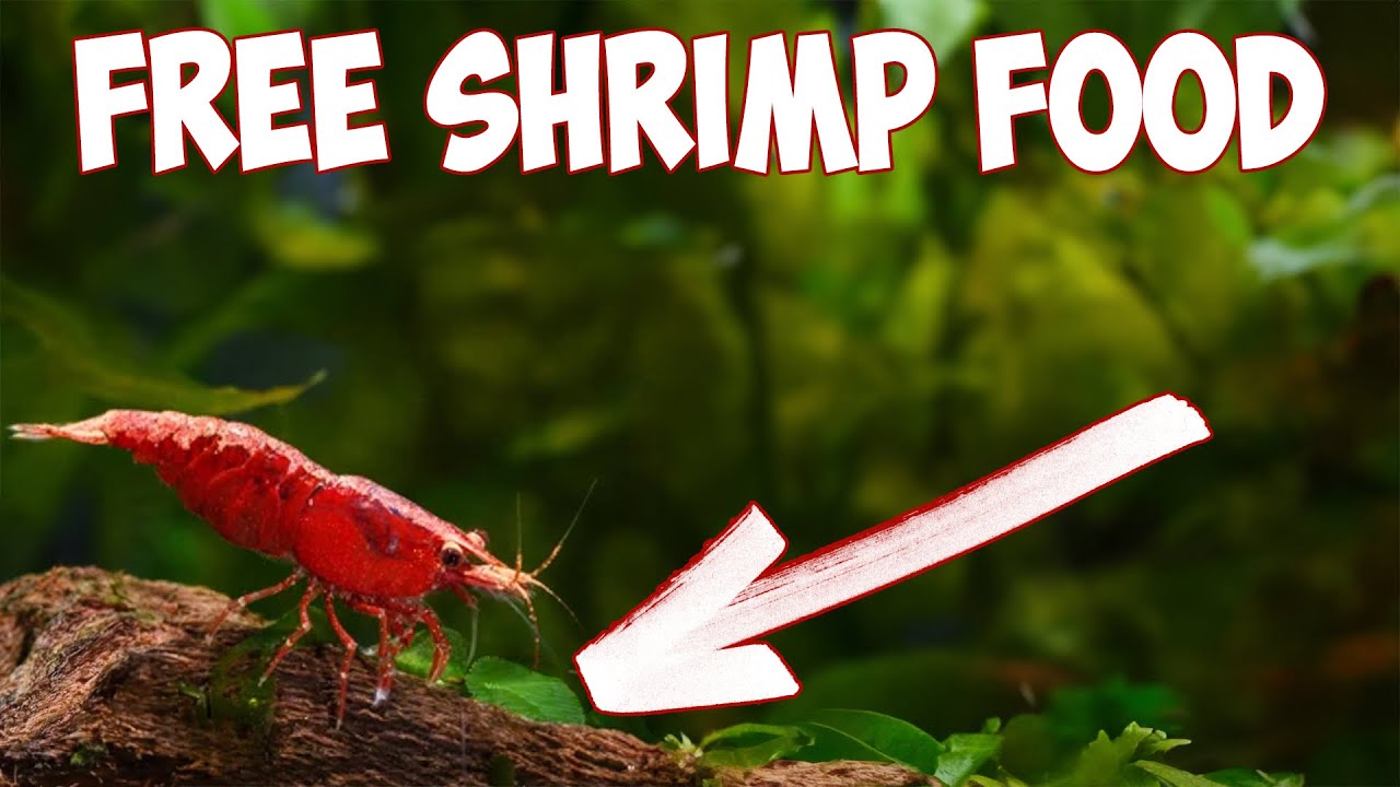 Feeding Stinging Nettles to Shrimp - A Great FREE Food - YouTube