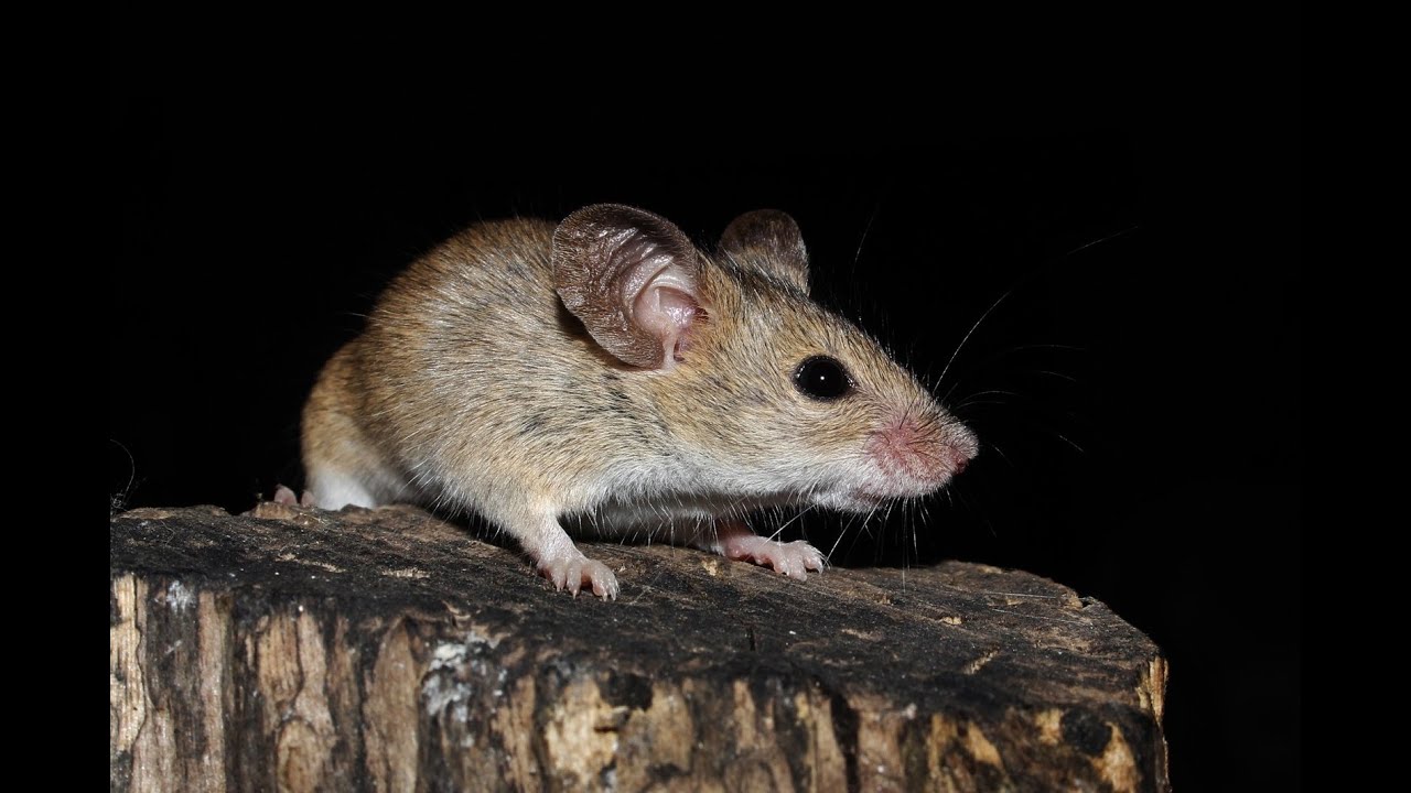 información del ratón domestico (Mus musculus) - YouTube