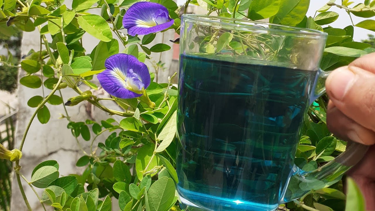 Herbal tea recipe | Aprajita ki chai | Aprajita tea recipe | aprajita ...