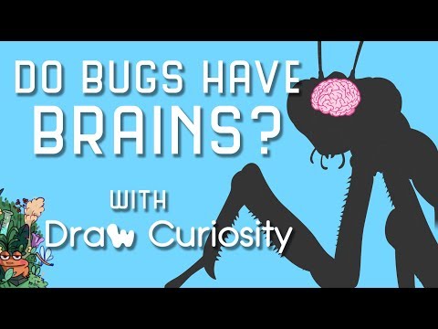 Do Human Brain Have Insects