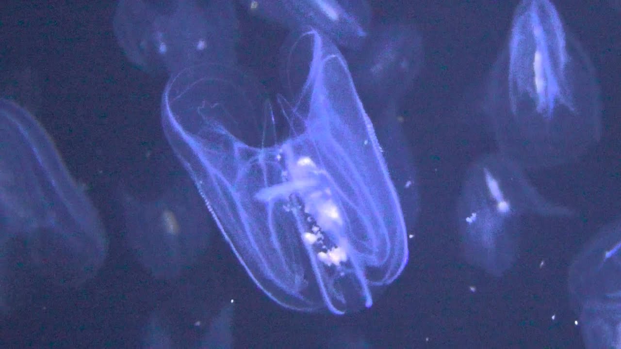 Sea Walnut - YouTube