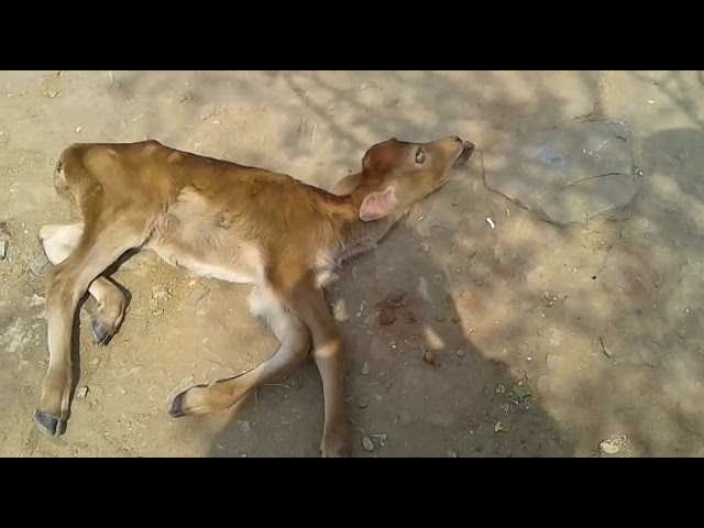 Vitamin A Deficiency In Animals Vitamin A Deficiency In Insectivorous