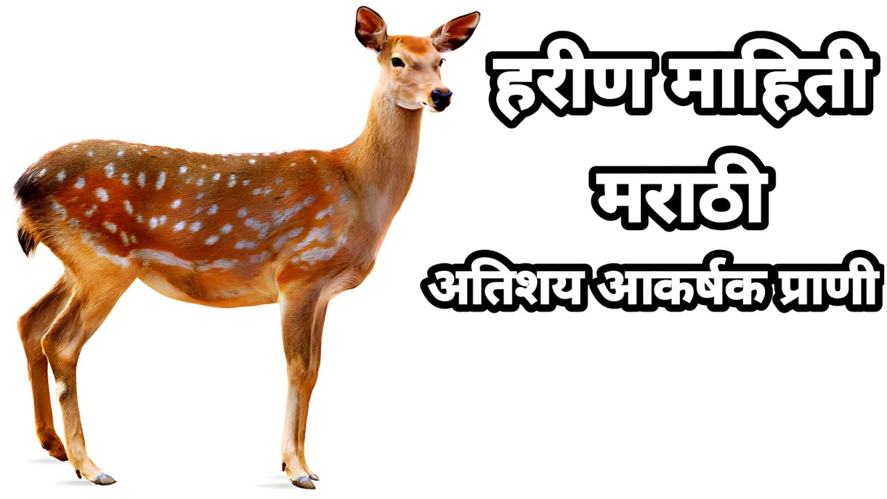 harin chi mahiti | harin vishay mahiti | harna chi mahiti | harin ...