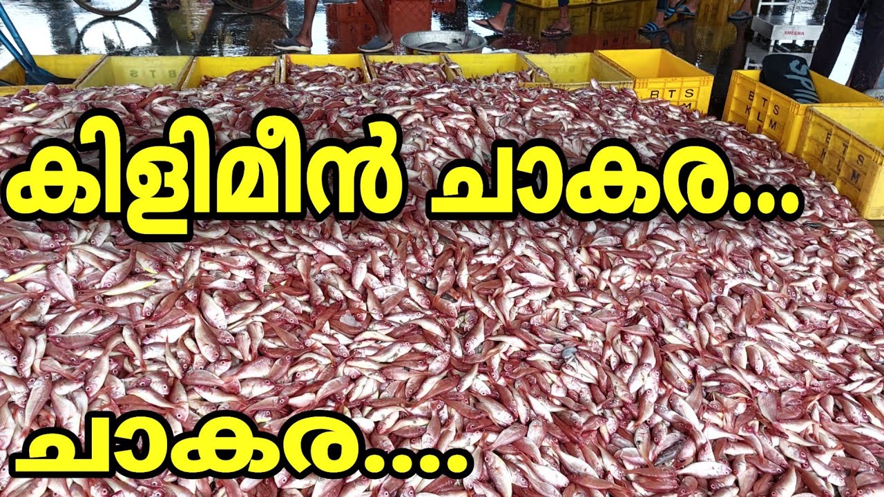കിളിമീൻ ചാകര കടൽ പോലെ കിളിമീൻ | kili meen chakara Neendakara fish ...