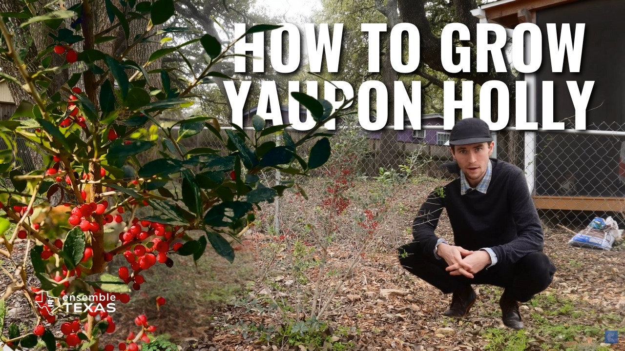 The COMPLETE Guide to Growing the Texas Native Yaupon Holly | Texas ...