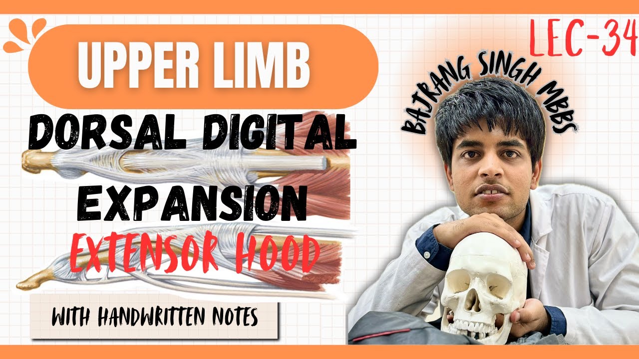 Dorsal digital expansion anatomy, extensor hood mechanism of hand l ...