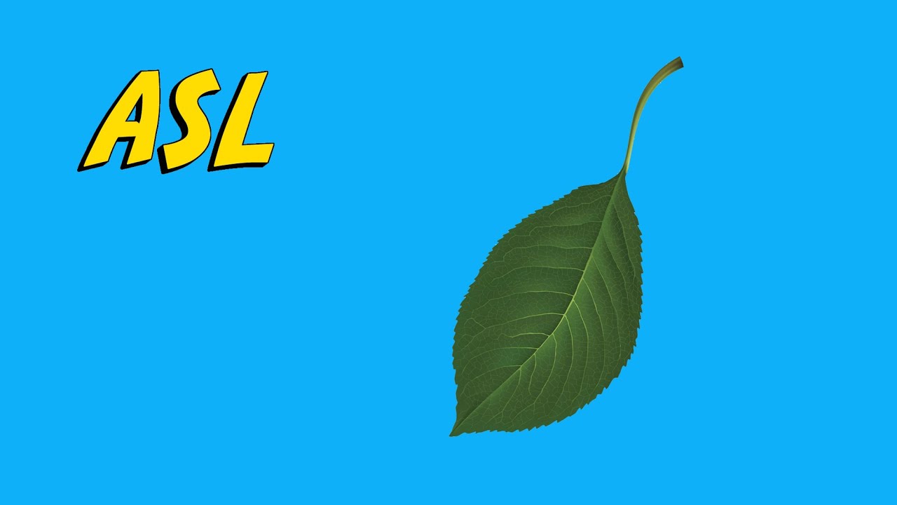 ASL: How to sign LEAF - YouTube