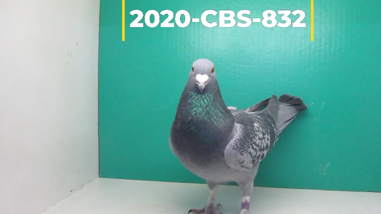 20-CBS-832 BC C - YouTube