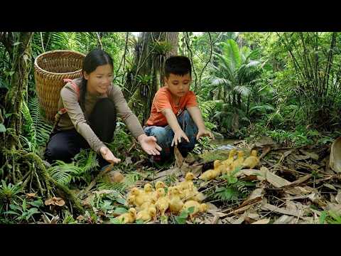Han and Bon rescue abandoned ducklings in the deep forest.