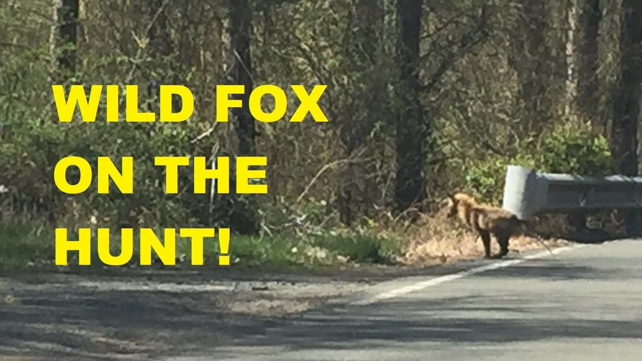 Wild Fox Caught Hunting on Camera (ALMOST!) - YouTube