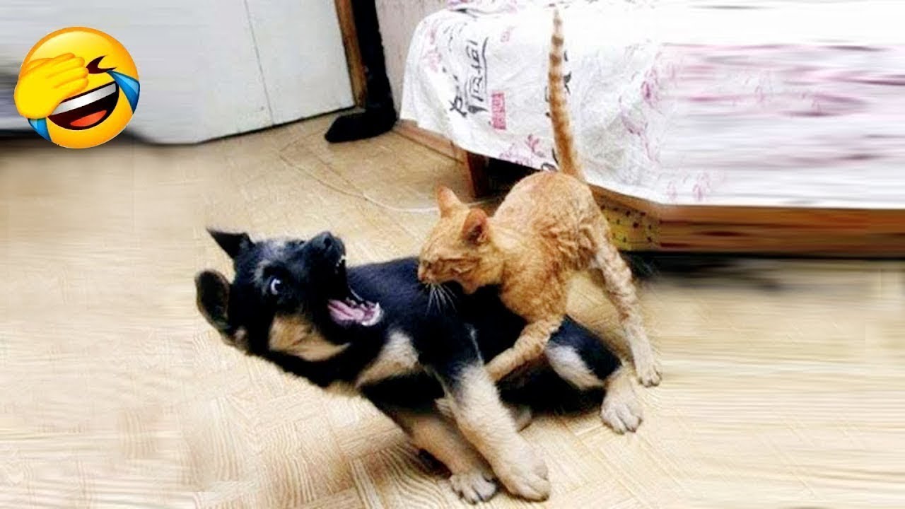Cats vs Dogs Fights - Angry Cats And Dogs Funny Compilation - YouTube