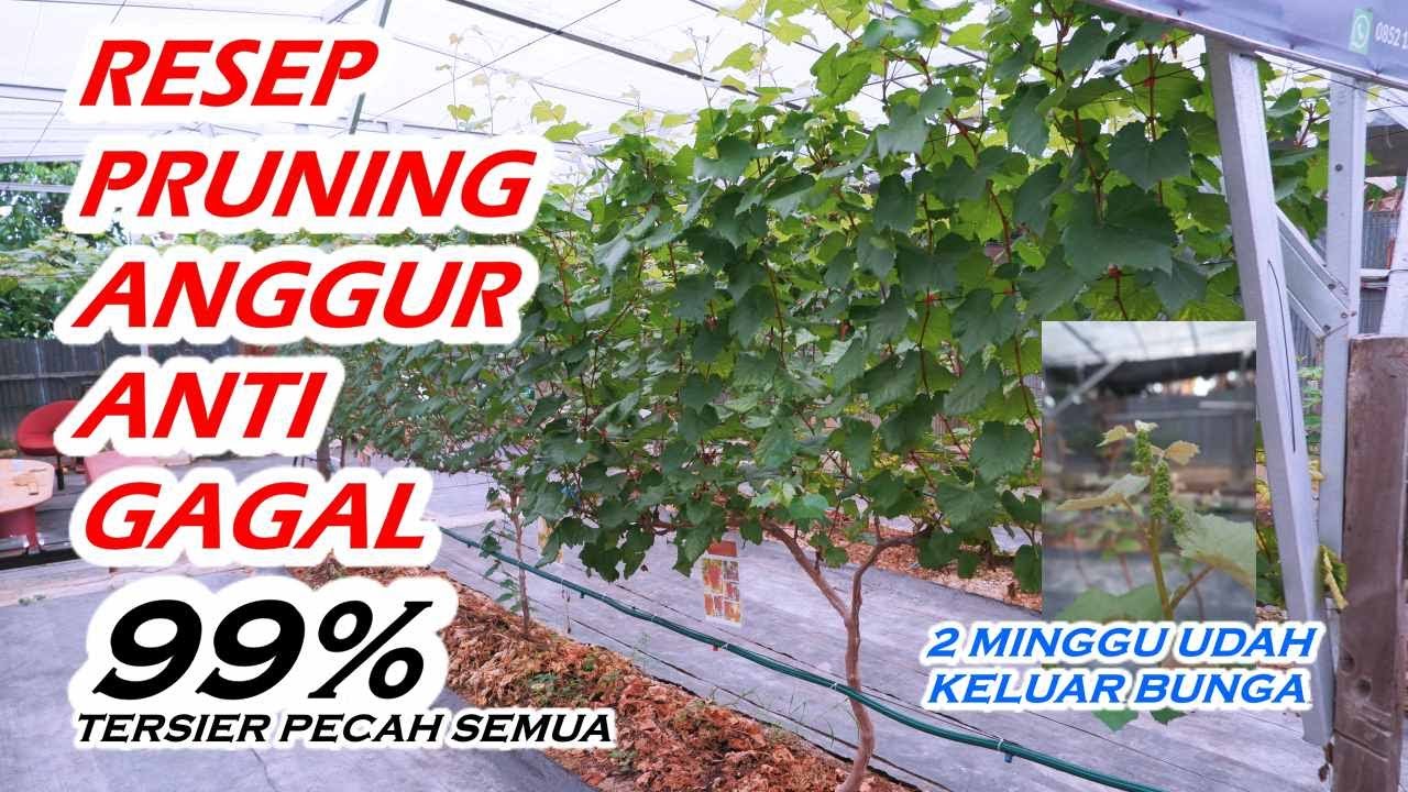 Resep Pruning Anggur Anti Gagal || 99 persen bawa bunga semua - YouTube