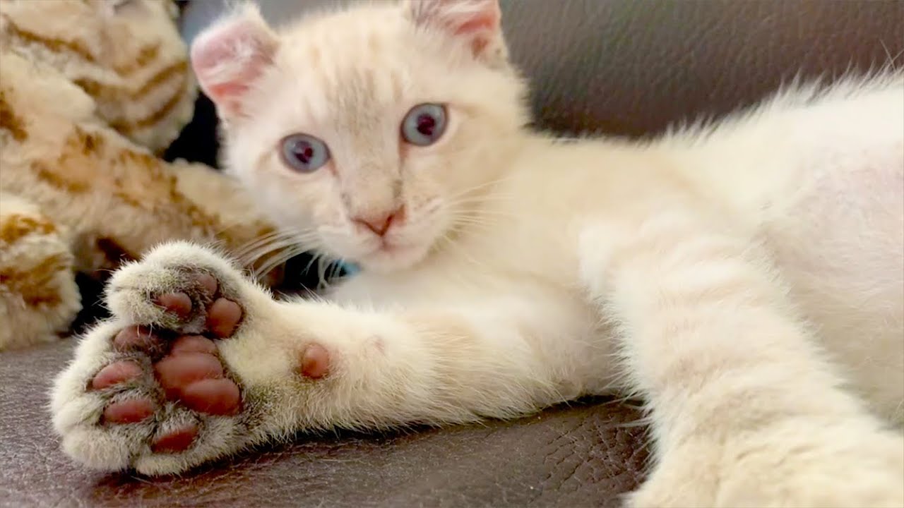 Cat Has An Extra Toe on Each Paw - YouTube