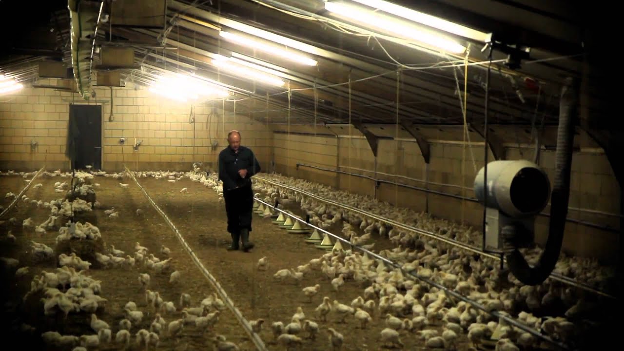 Scharrelkip van onze leverancier - Albert Heijn - YouTube