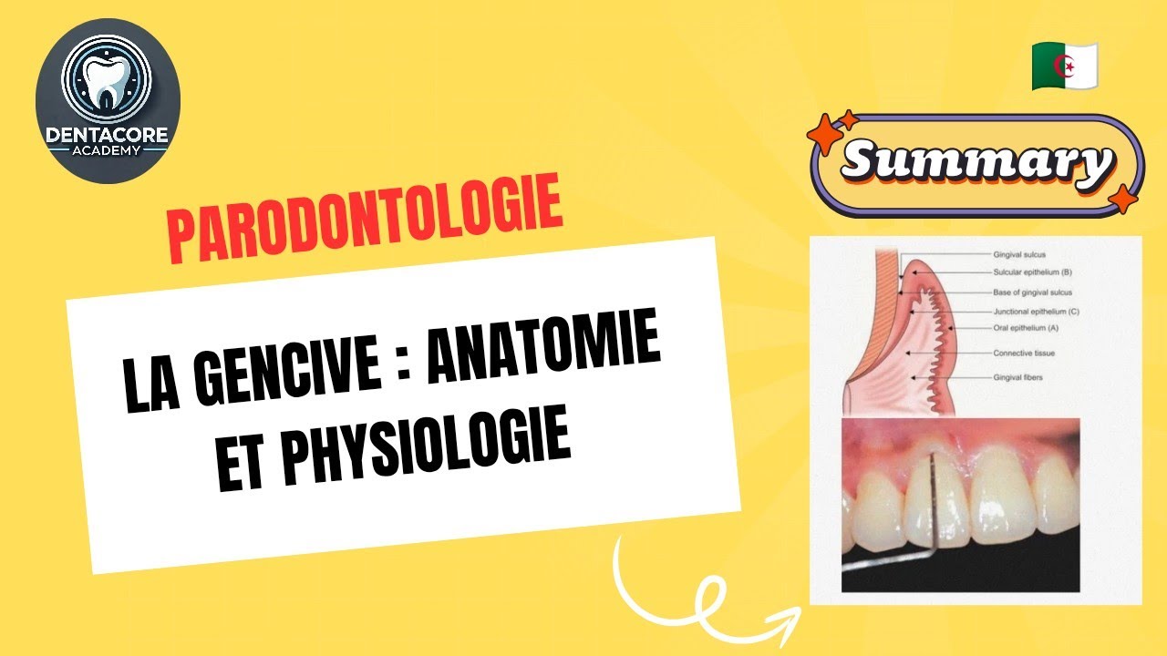 La gencive : Anatomie, physiologie | Part 1 - YouTube