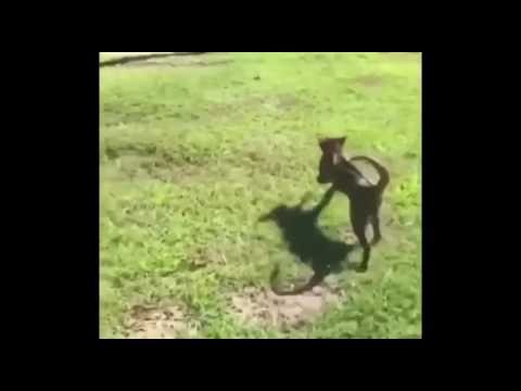 köpegin ödü patladı