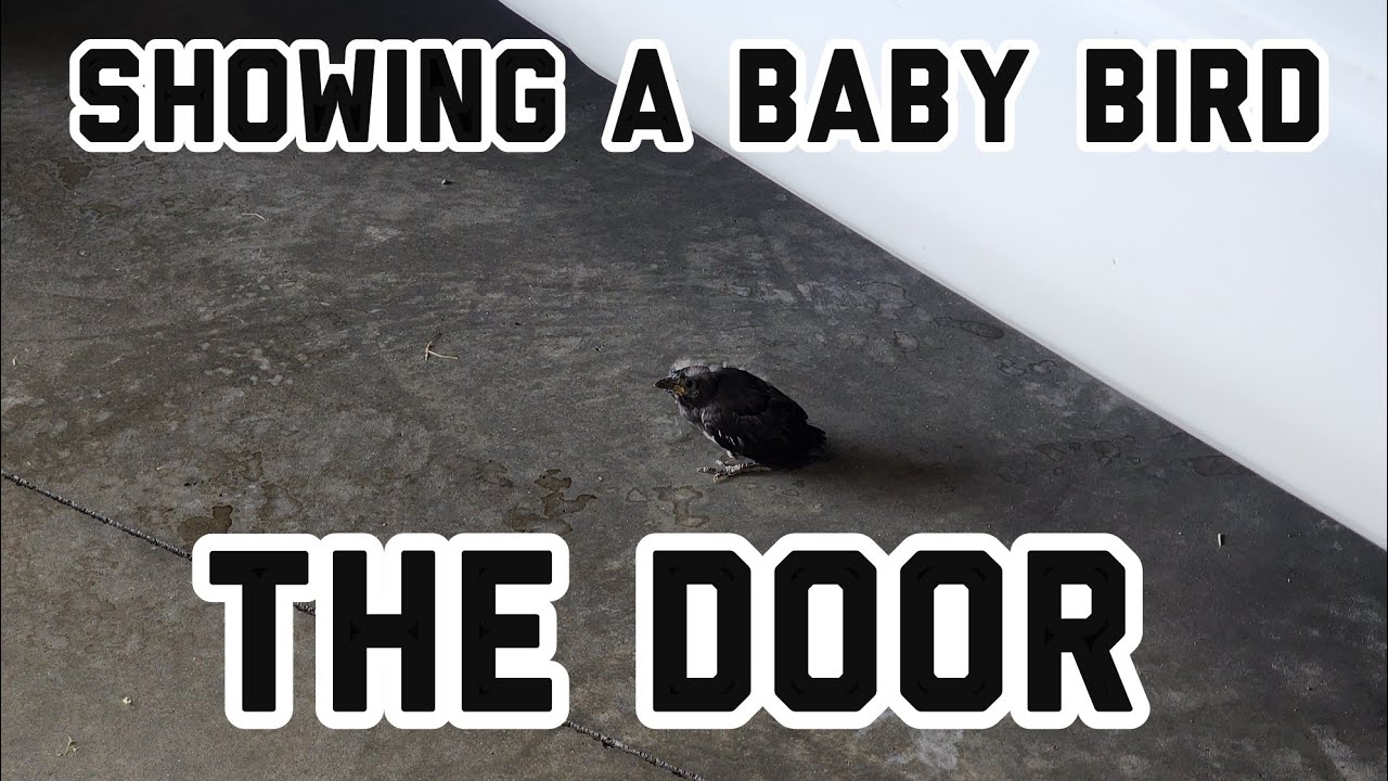 Showing A Baby Bird The Door - YouTube