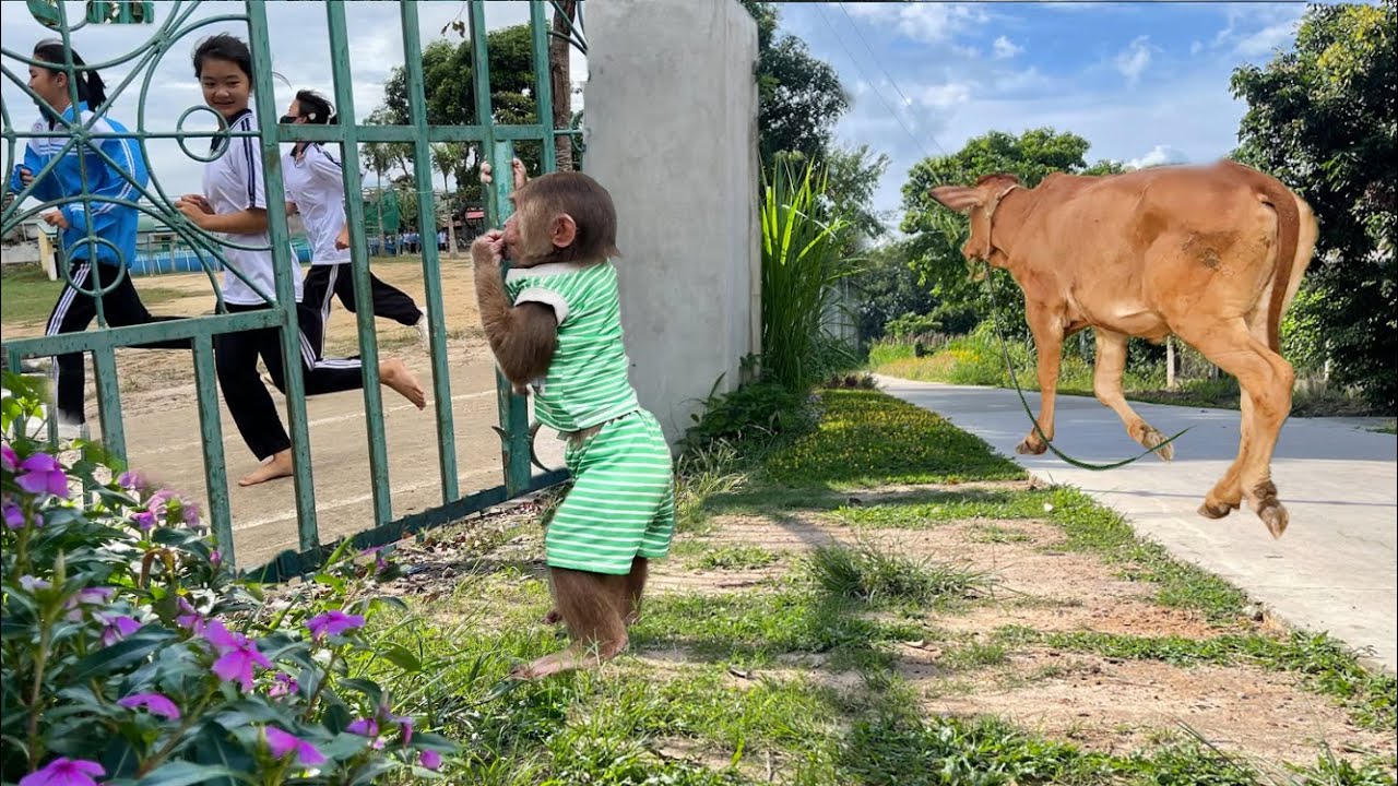 Cutis Farmers Leave Cows out to play! Cow Lost Missing ! - YouTube