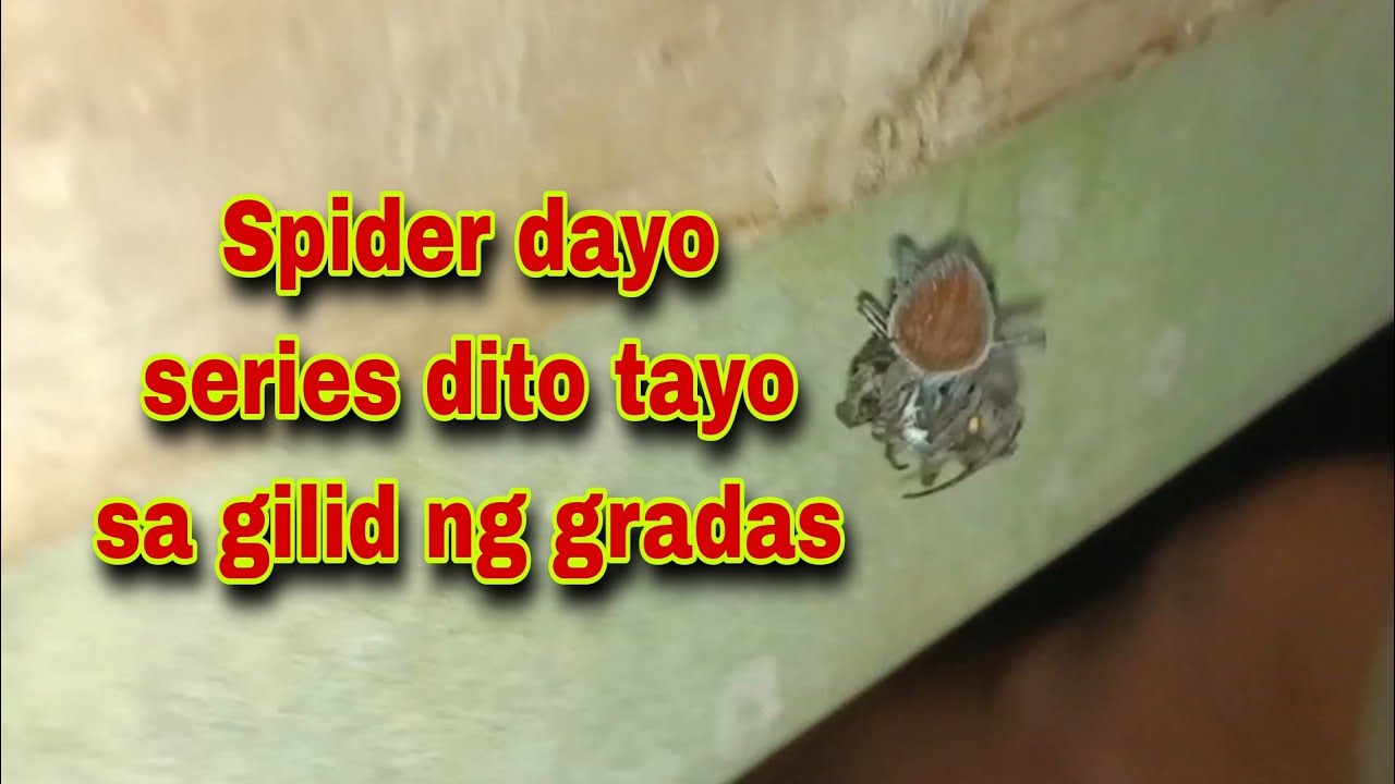 Spider dayo series / caloocan jala jala siniloan quezon laguna ...
