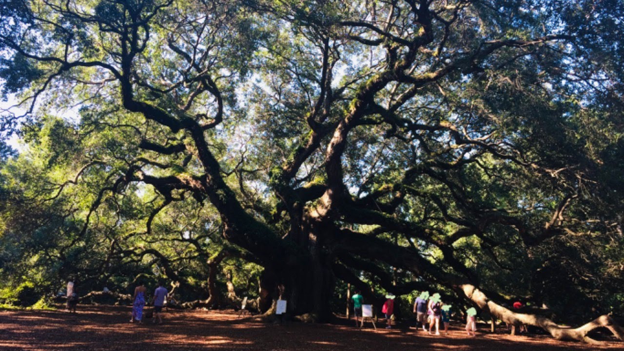 The mighty oak was once a little nut that stood its ground. || Nature ...