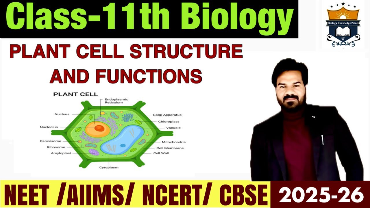Plant cell structure and function | Plant cell Diagram | Plant cell ...