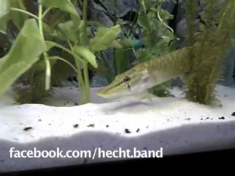 Become a Hecht Friend - YouTube