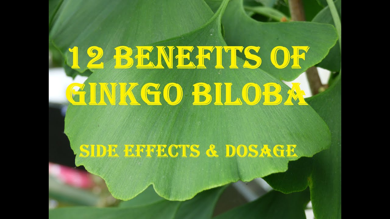 12 Benefits Of Ginkgo Biloba Side Effects And Dosage World Ginkgo Day And