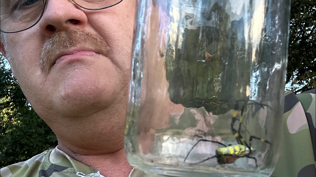 Joro spider invasion!! - YouTube