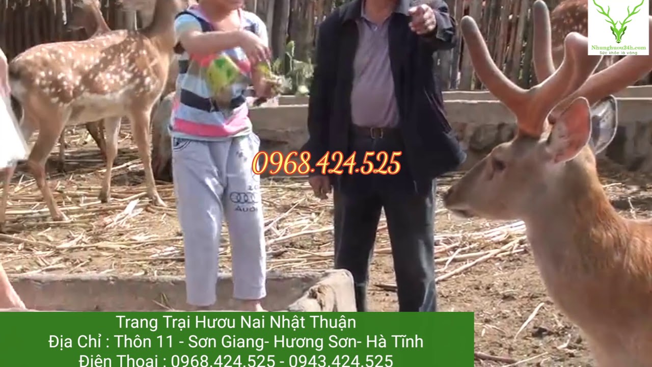 Giá nhung hươu, nhung nai và hươu nai giống hiện nay là bao nhiêu? Trại ...