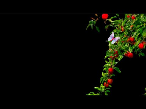 Black screen tree branch moving video | Green leaves branch black screen status