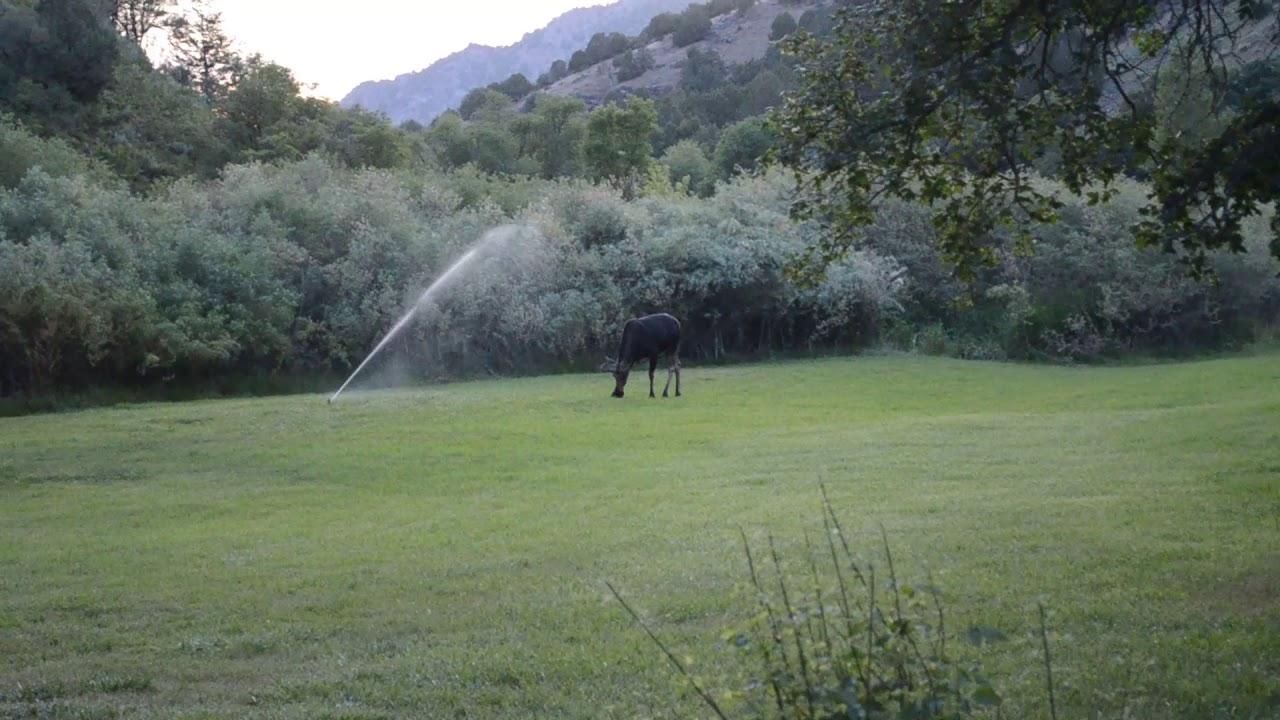 Young Bull Moose playing in sprinklers - YouTube
